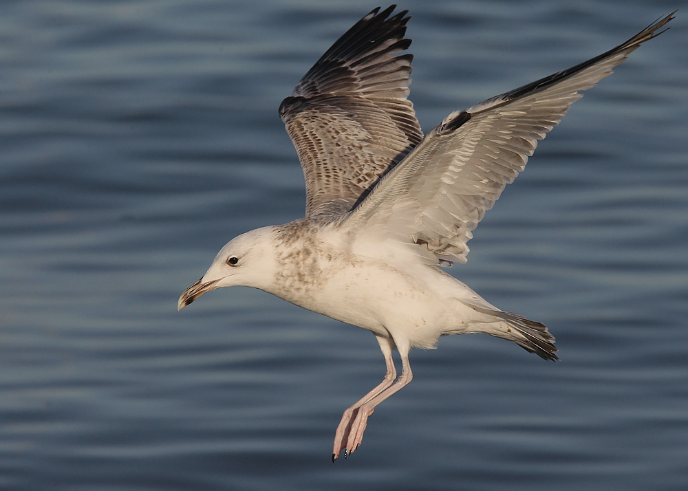 Richard Smith - Birdwatching Days Out: CASPIAN GULL, 1st & 2nd winter ...