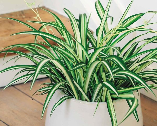 Kenali 10 Tanaman Hias Dalam Ruang Yang Menyehatkan - Heqris Workspace