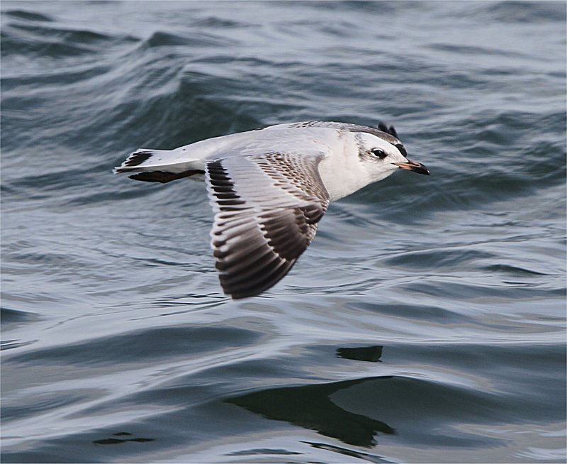 Loop Head Bird Observatory: Mediterranean Gull