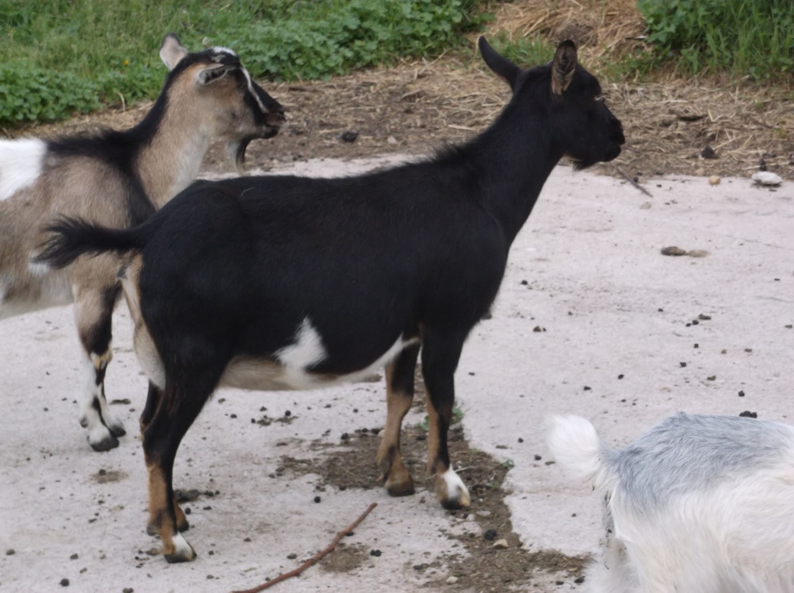 Tye Dye Acres: Fainting Goat Colors and Patterns!