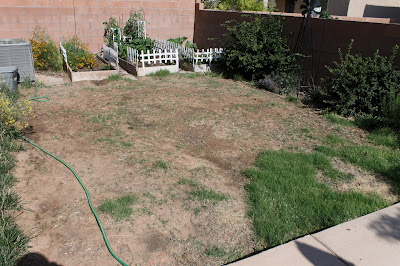 The Military Gardener: Growing the Turffalo & Sundancer Updates for ...