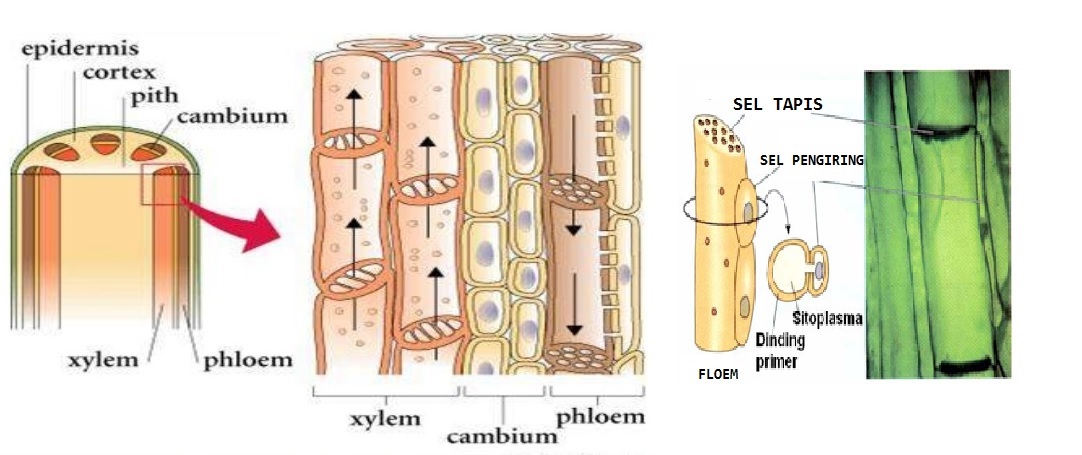 TRY OUT JARINGAN TUMBUHAN XI - Biology Page