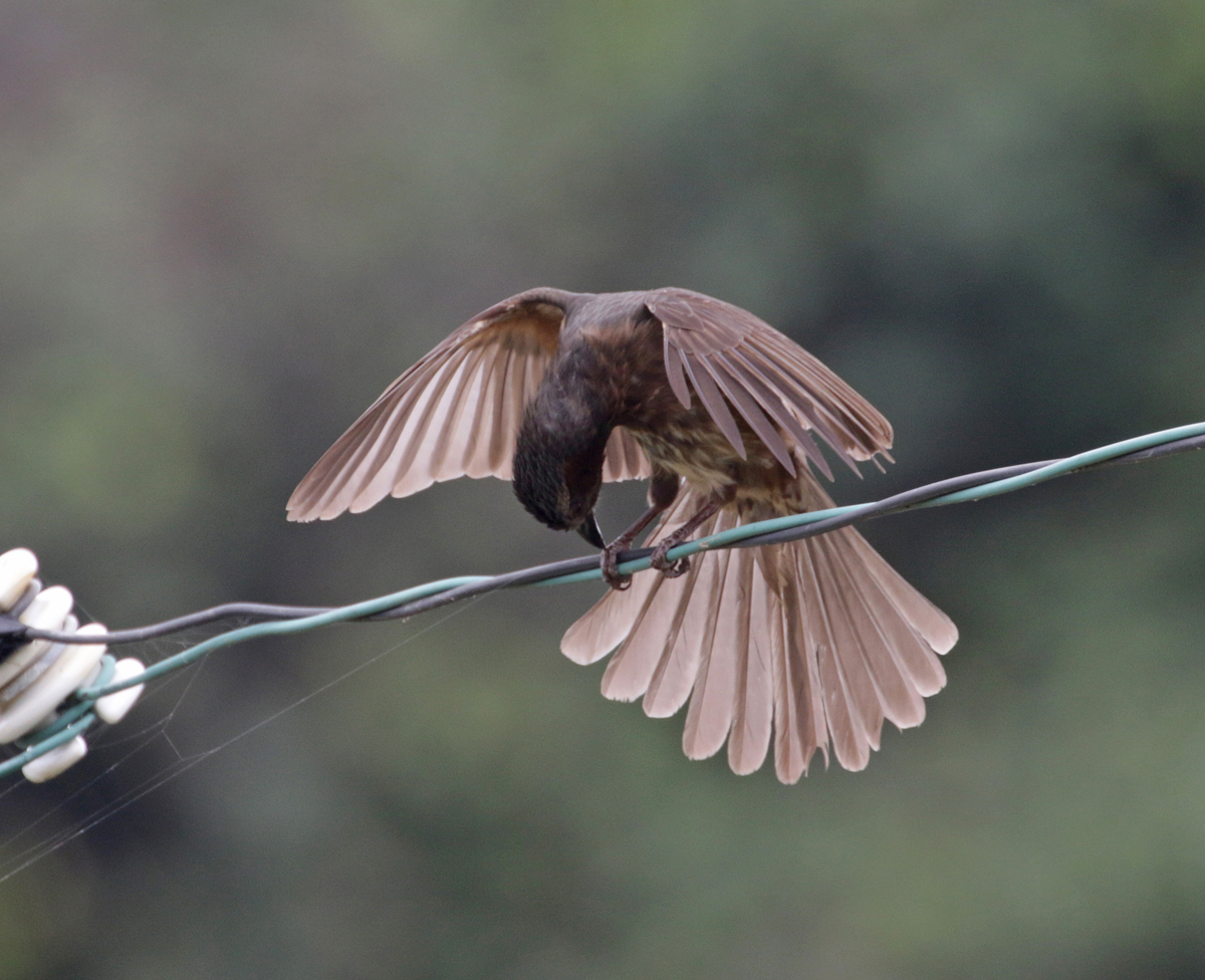 BIRDING - Kyoto, Kansai and Japan: A few Yaeyama natives
