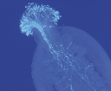 Arabidopsis peut éviter l'autofécondation grâce à des gènes du coquelicot