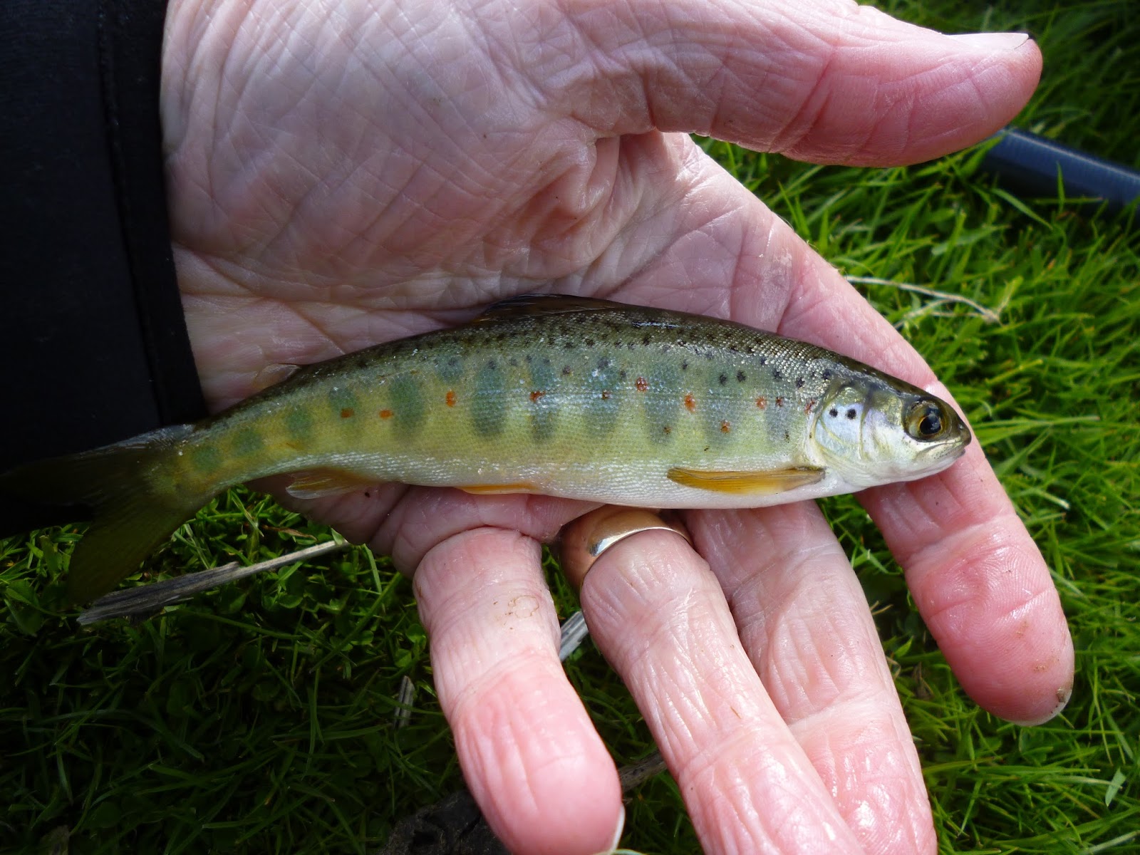 Ivan's Angle: June 2015