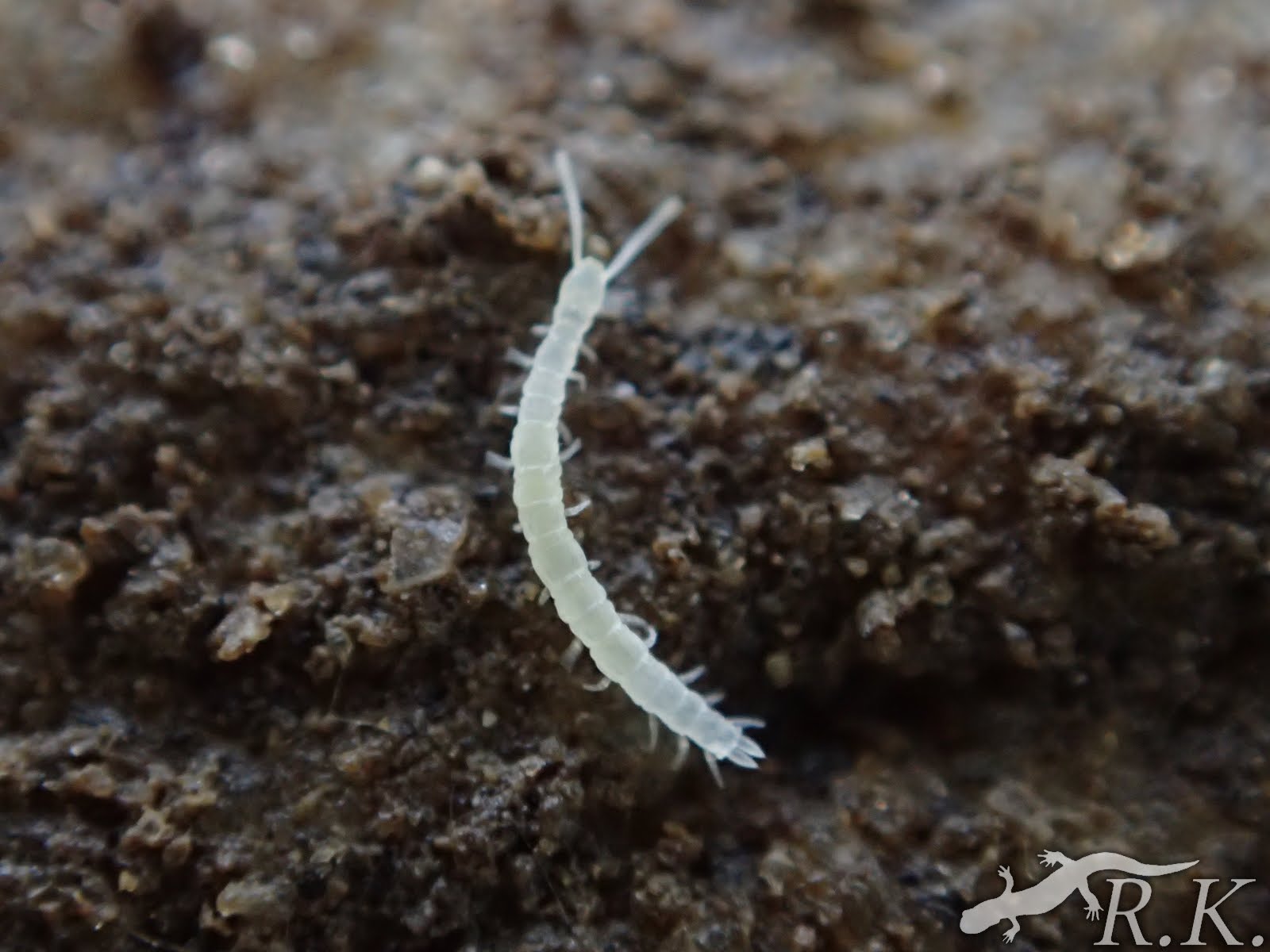 小さな隣人たちの世界: ヤサコムカデ科の1種 Scolopendrellidae gen. sp.