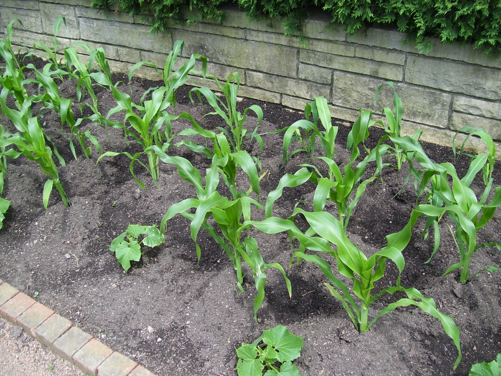 Talking to Plants: Wonderful Ideas and Take Aways from the Vegetable ...