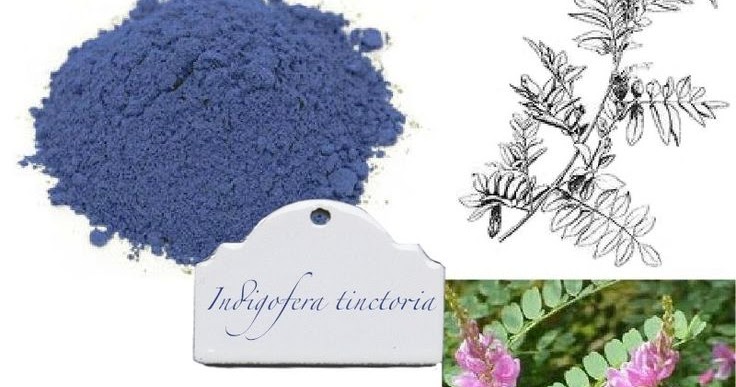 Rey de las Plantas: INDIGO AZUL - Indigofera tintoria