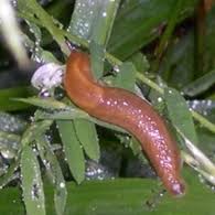 Hardy Perennial: .Chickens for slug control