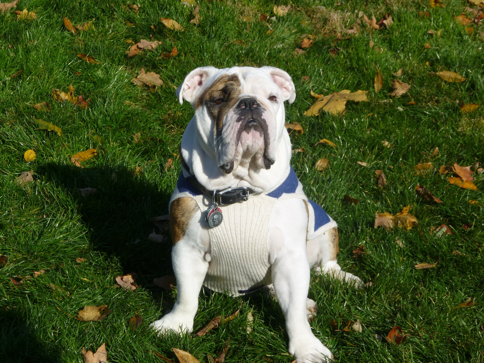 Married to the Mobs: Bulldog! Bulldog! Bow wow wow