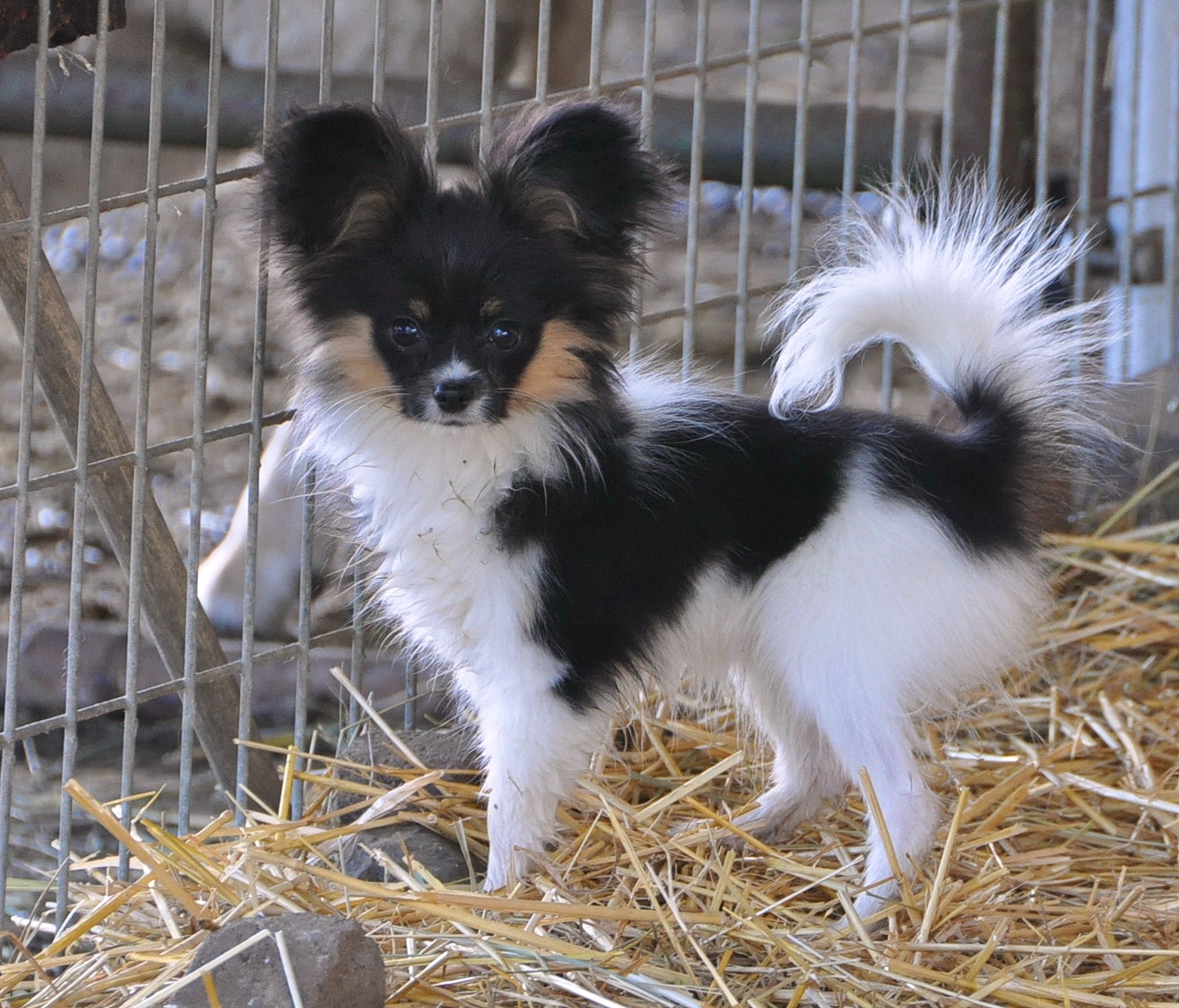 Road's End Papillons : 4 Months old Papillon Siblings