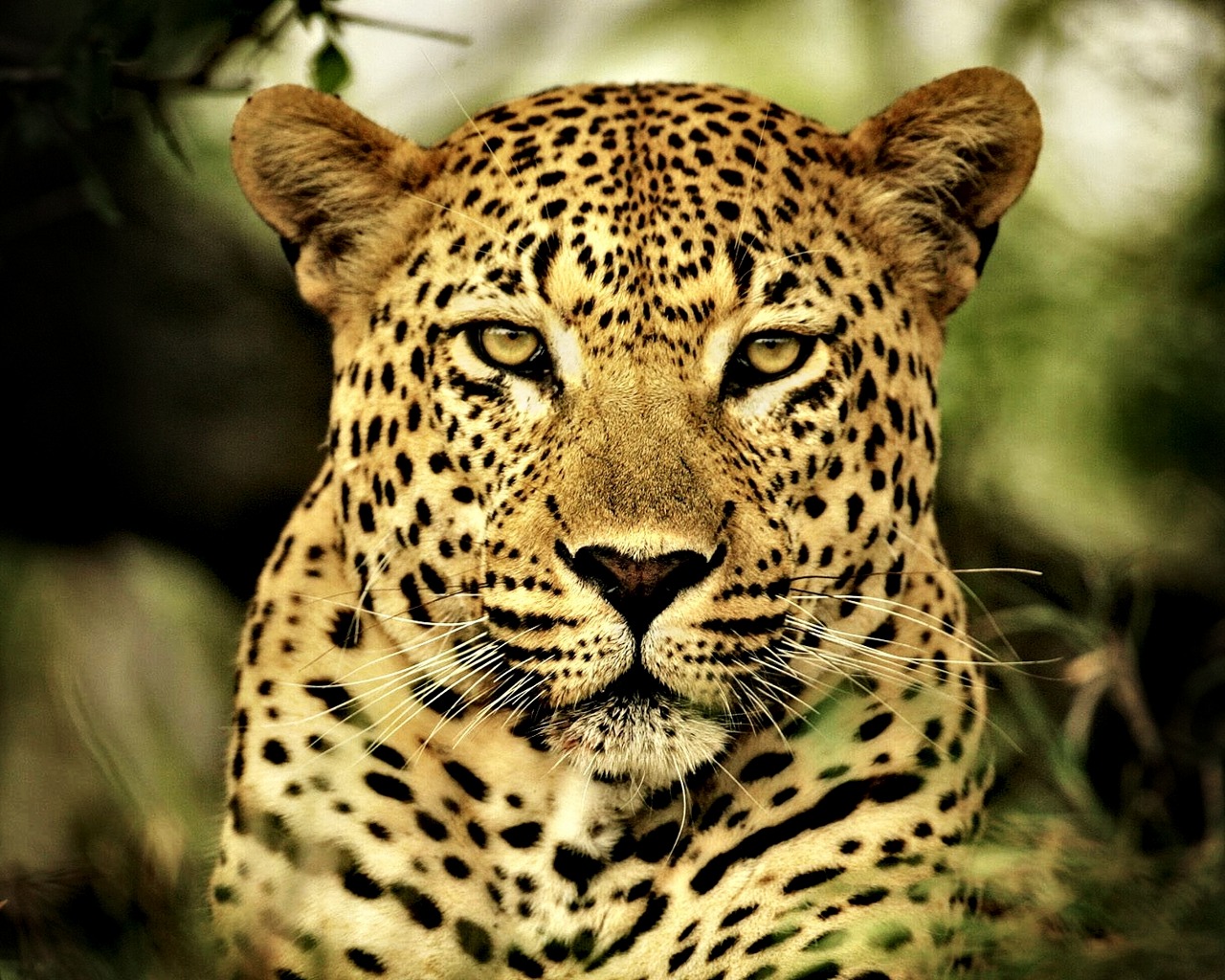 Descargar imagenes tiernas gratis, Imagenes Tiernas, Fotos Tiernas ...