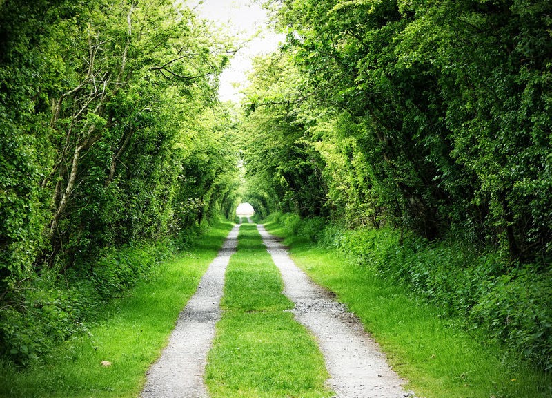 Beautiful Tree Tunnels [12 Pic] ~ Awesome Pictures