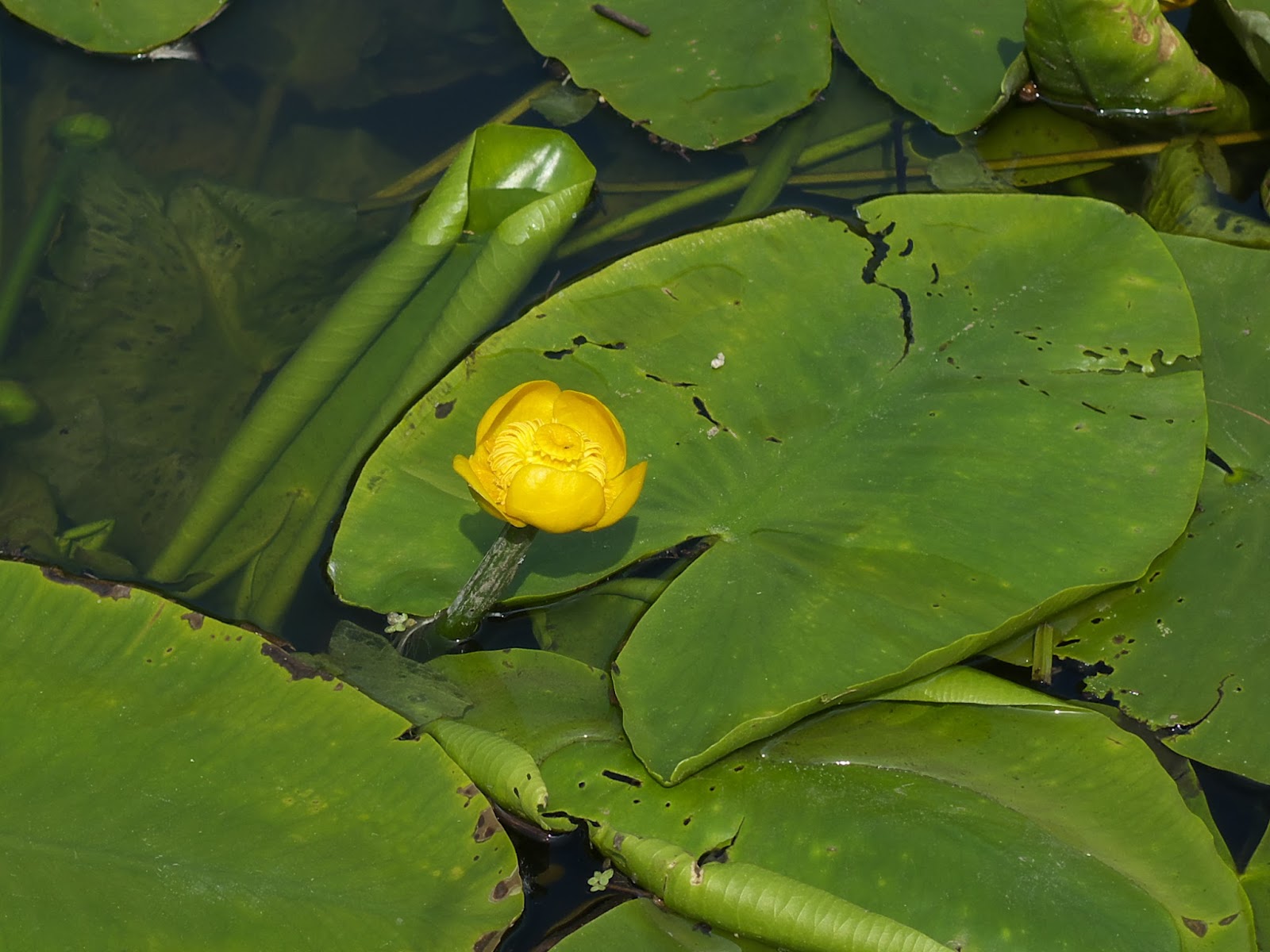 Retkiä kasvimaailmaan: Ulpukka