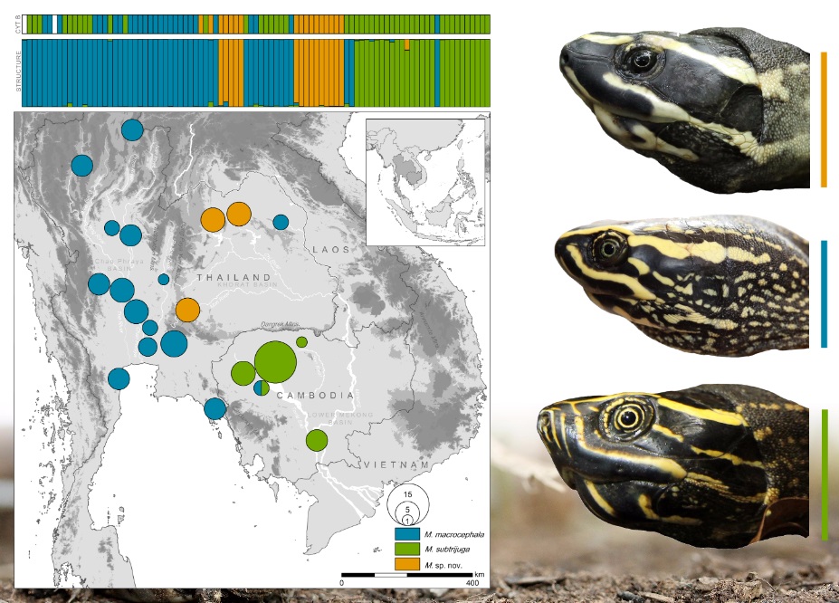 Species New to Science: [Herpetology • 2016] Malayemys khoratensis ...