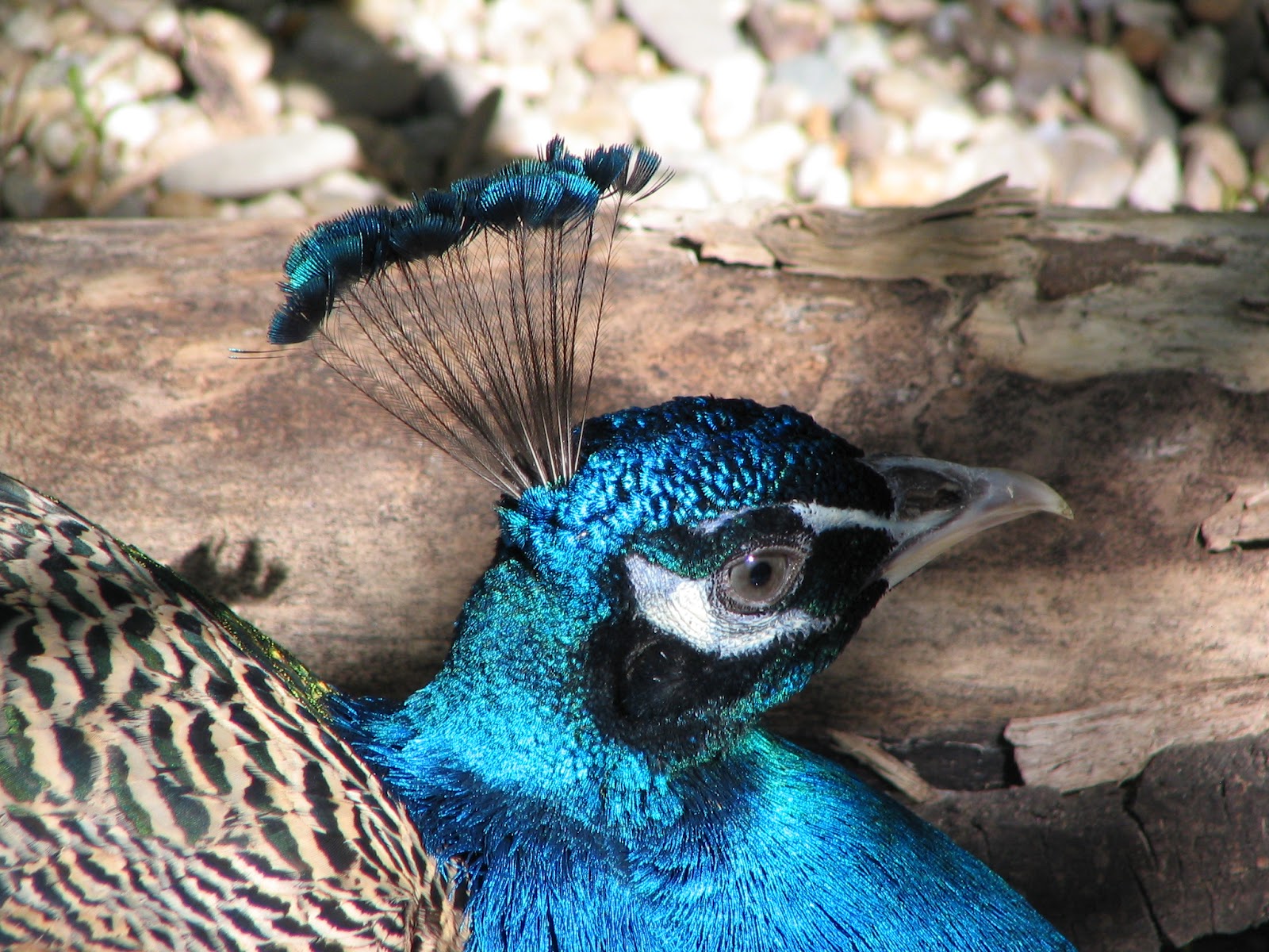 LA MULȚI ANI, ROMÂNIA!: Pauni