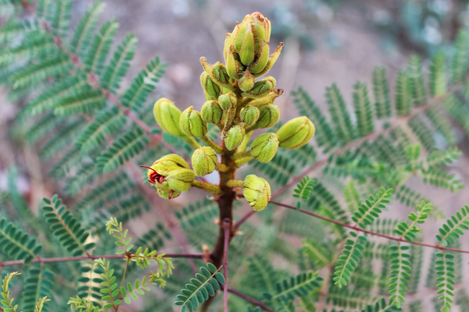 Perfumes y luces de Extremadura: Barba de chivo, Caesalpinia gilliesii.