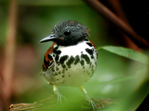 Wild life: Antbird | wild birds