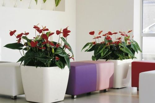 8 Tanaman Sehat Di Dalam Rumah - Design Rumah Antik