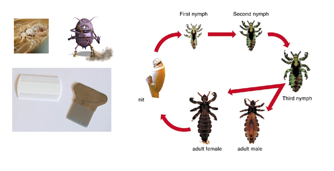 The HairQueen, uw professionele kapster aan huis!