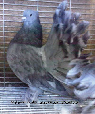 Pigeons for sale: Indian Fantail: Silver color pigeon