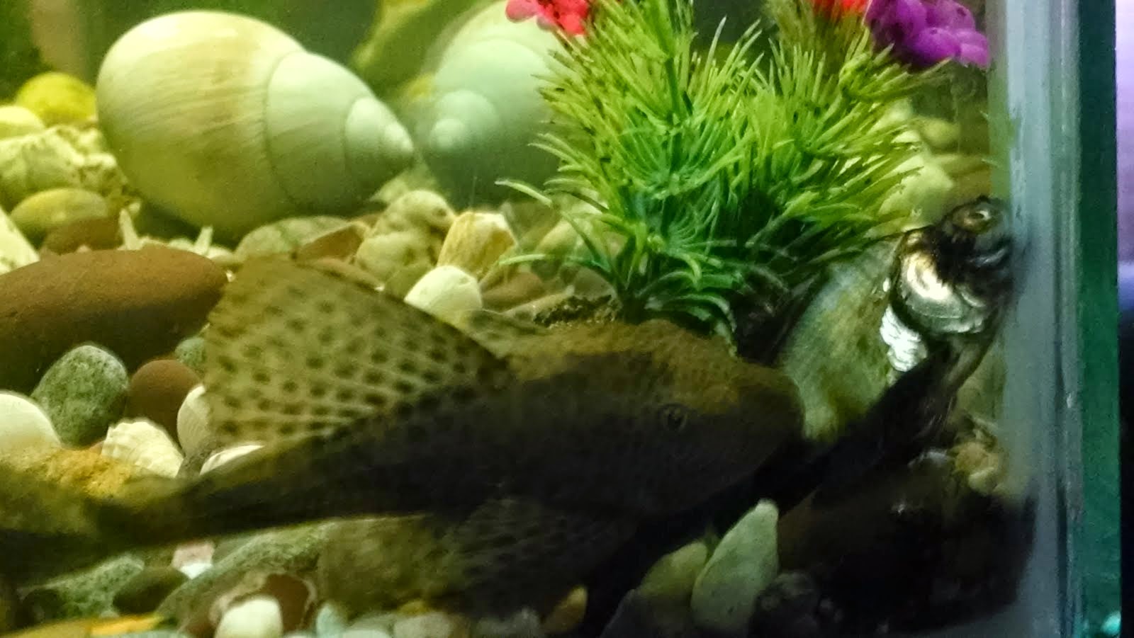 Cucha comiendo pez telescópico