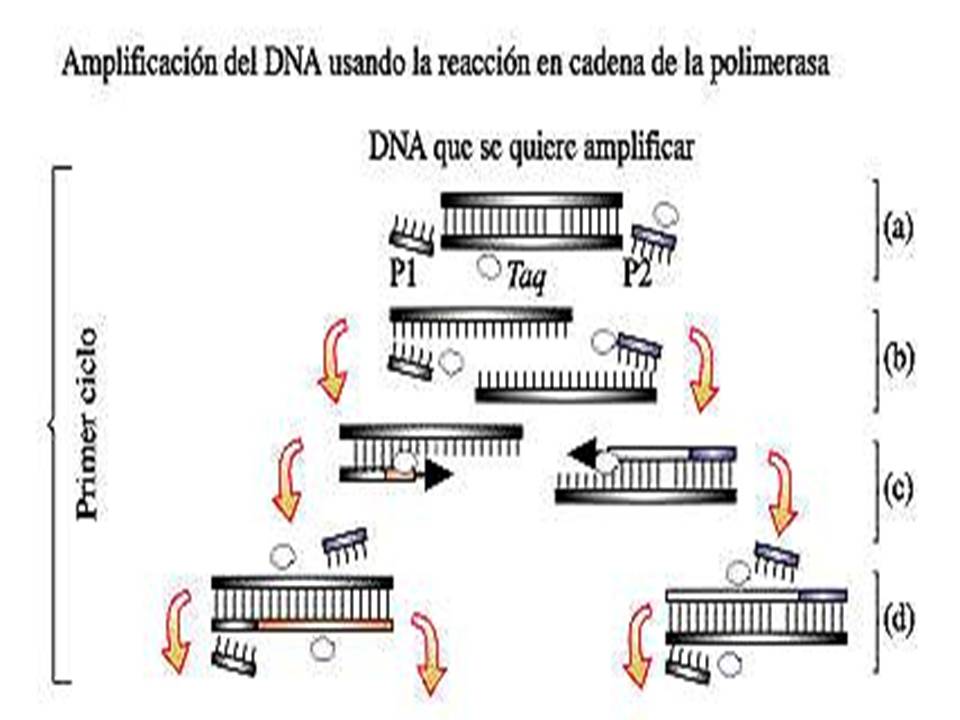 BIOTECNOLOGIA: MARCO TEORICO
