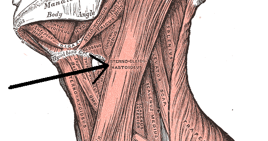 LOS TRIANGULOS DEL CUELLO 2016: TRIANGULO OMOTRAQUEAL