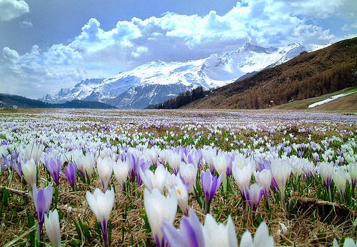 MANANCIAL DE LUZ: Para que floresça a Primavera