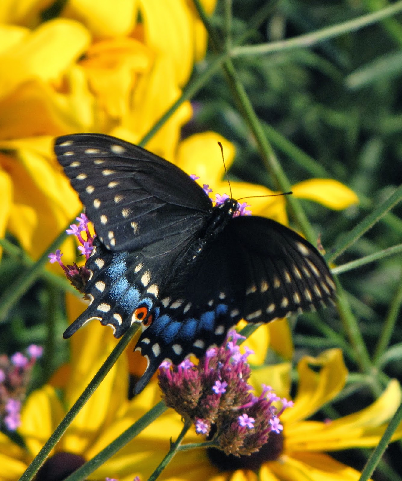 Bug Eric: Black Swallowtail