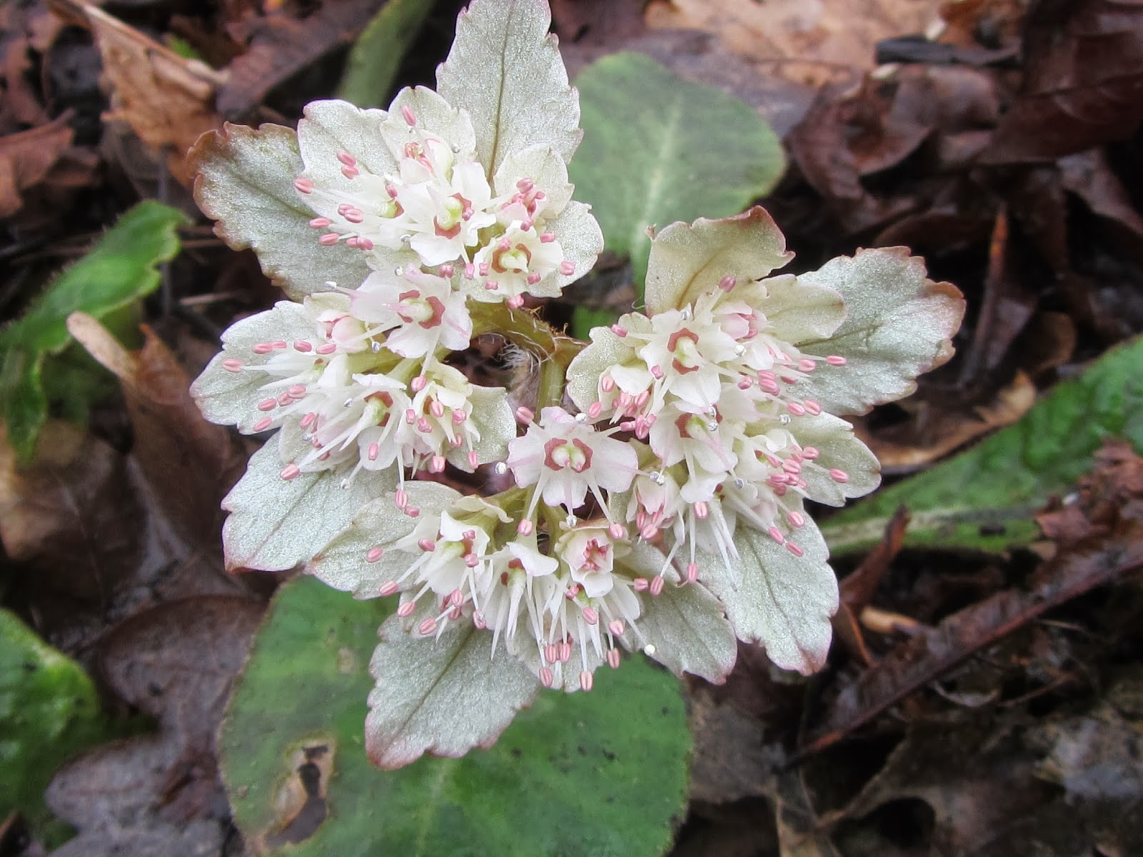 Jan Wilde een Tuin: CHRYSOSPLENIUM MACROPHYLLUM + CHRYSOSPLENIUM ...