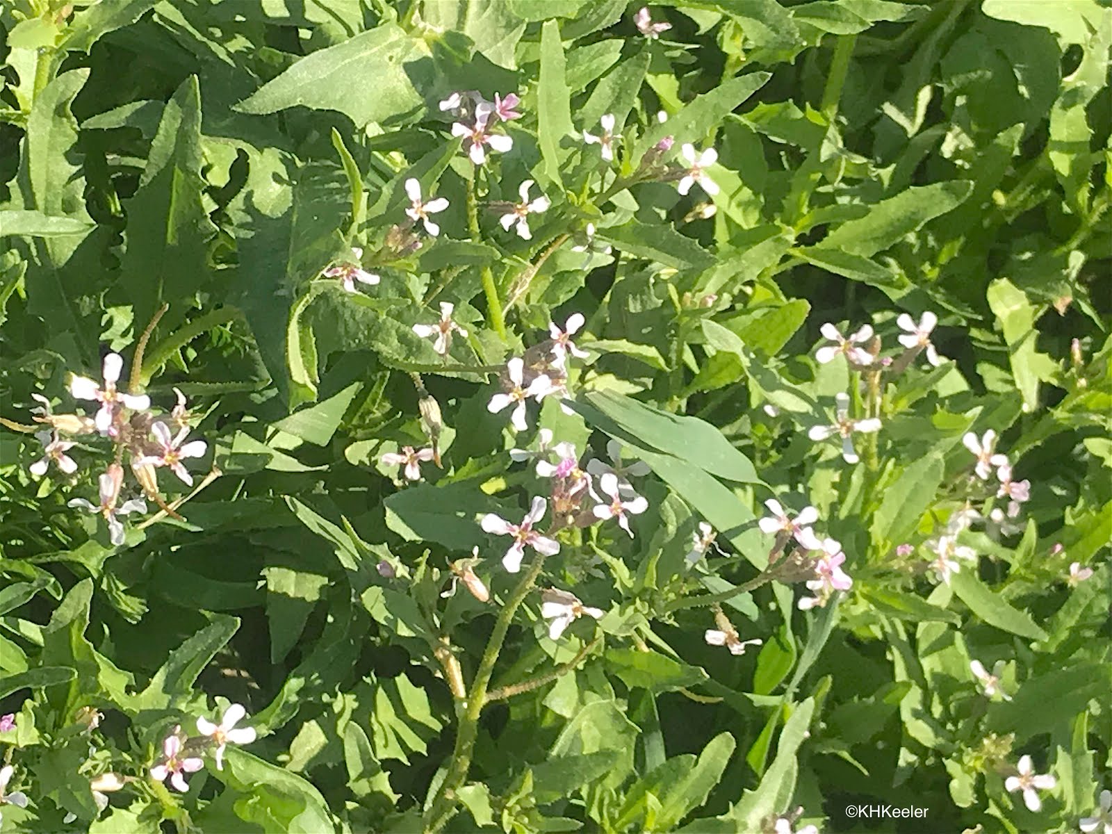 A Wandering Botanist: Plant Story--Blue Mustard, Chorispora tenella
