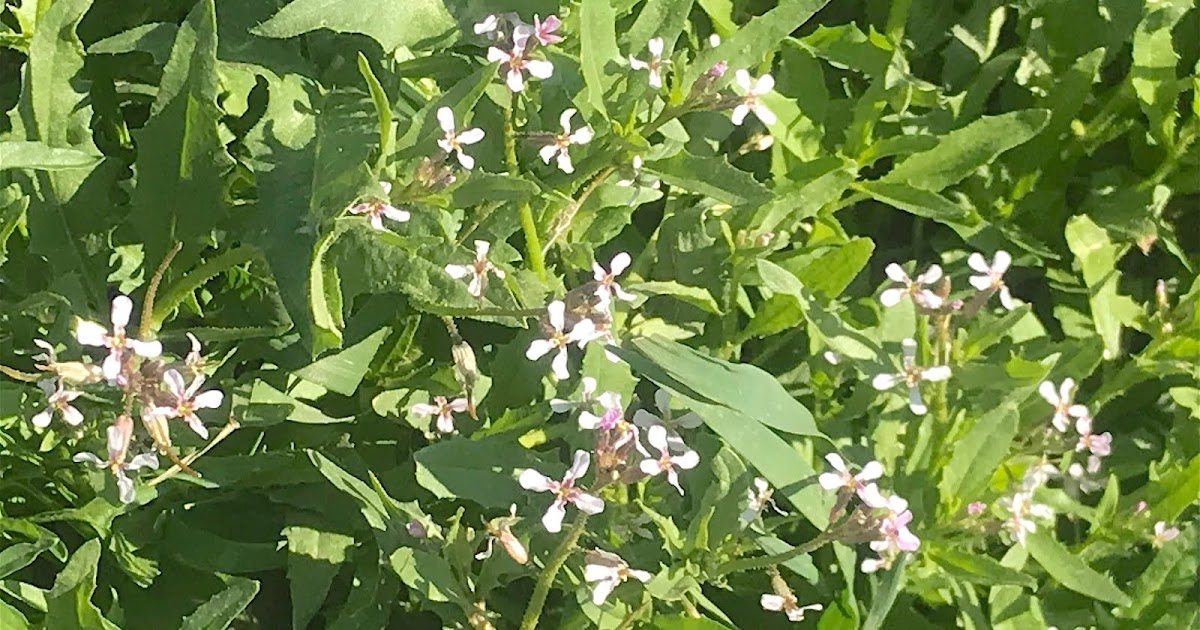 A Wandering Botanist: Plant Story--Blue Mustard, Chorispora tenella