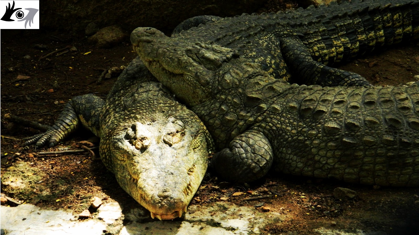 THE WORLD THROUGH MY EYES : THE NEHRU ZOOLOICAL PARK