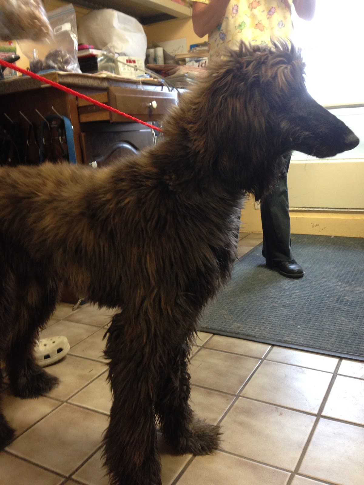 Diary of a Real-Life Veterinarian: Surgery Palooza!