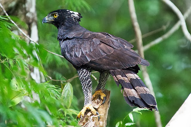 Animal Galaxy: Javan Hawk-Eagle