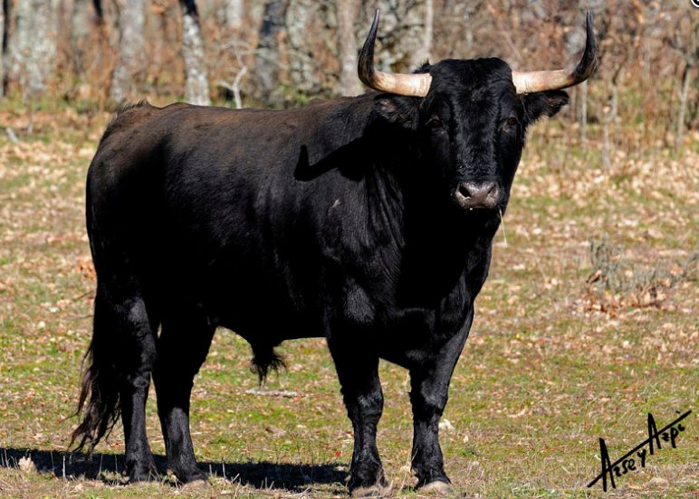 Toreo en Red Hondo: PINTAS DEL TORO DE LIDIA (5): LOS TOROS NEGROS NO ...