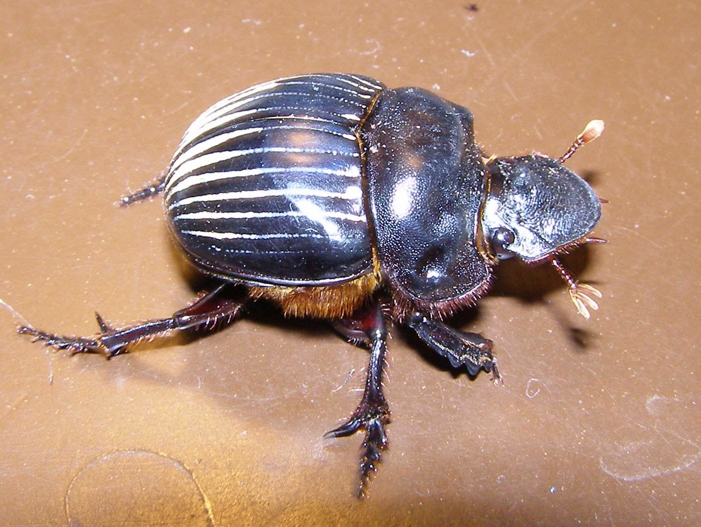 Blue Jay Barrens: Dung Beetle
