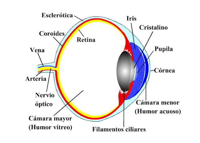 SISTEMA NERVIOSO Y SENTIDOS: La vista
