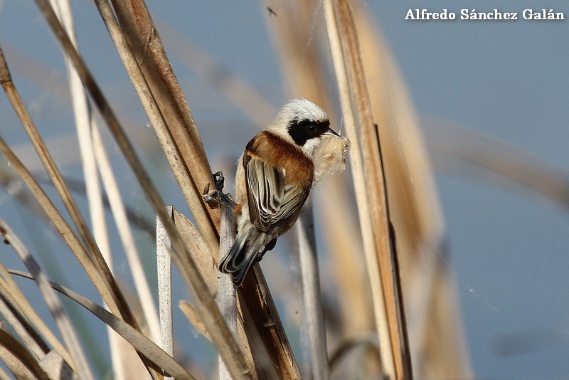 Aves de Aragón : Pájaro moscón