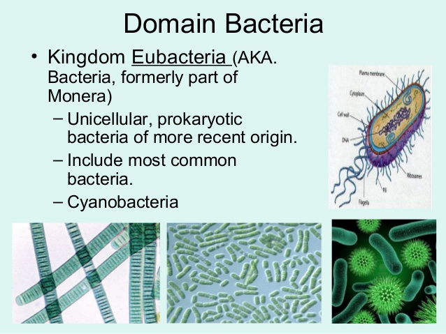 bacteria monera kingdom examples