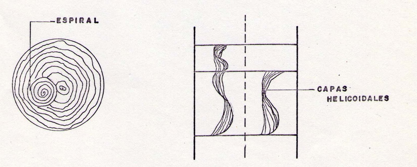 La arquitectura de la tierra: CARACTERISTICAS ESPECIALES DE LA MADERA: