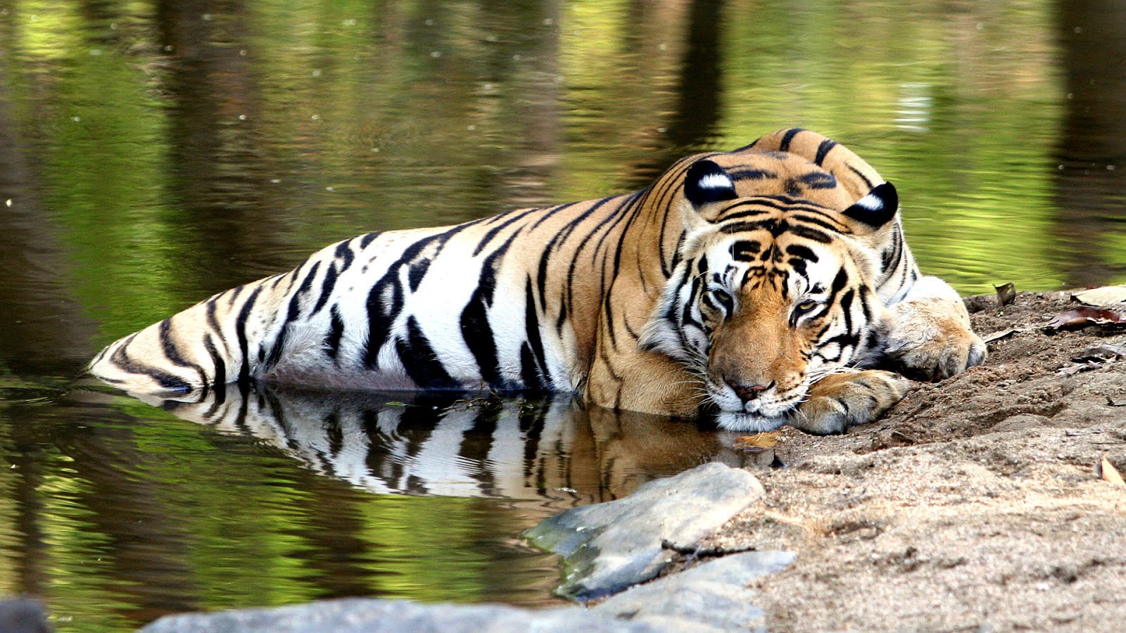 Are Bengal Tiger Endangered - Danger Choices