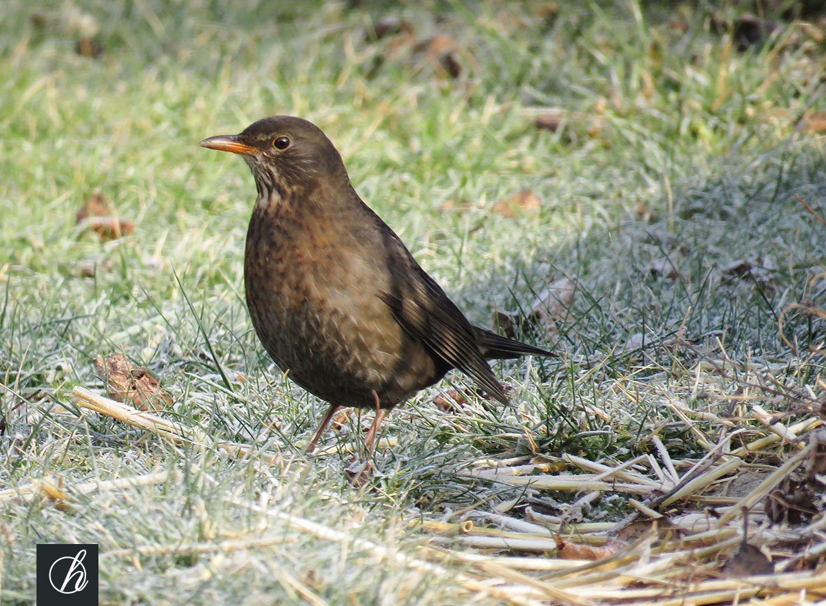 Ma chambre claire: Les oiseaux de mon jardin : le froid persiste...