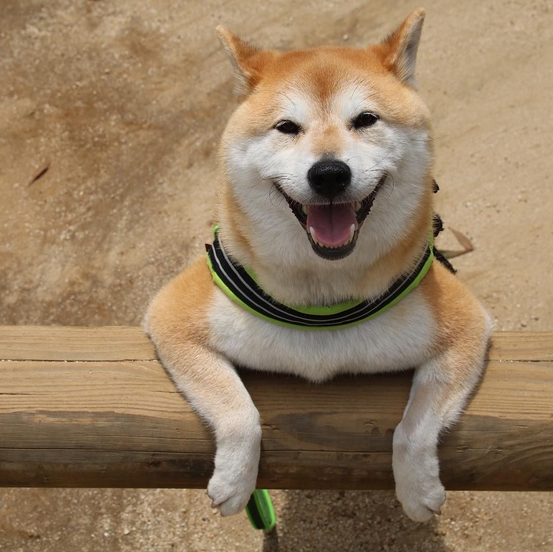 White Wolf : This Shiba From Japan Is The Cutest And The Internet Can’t ...
