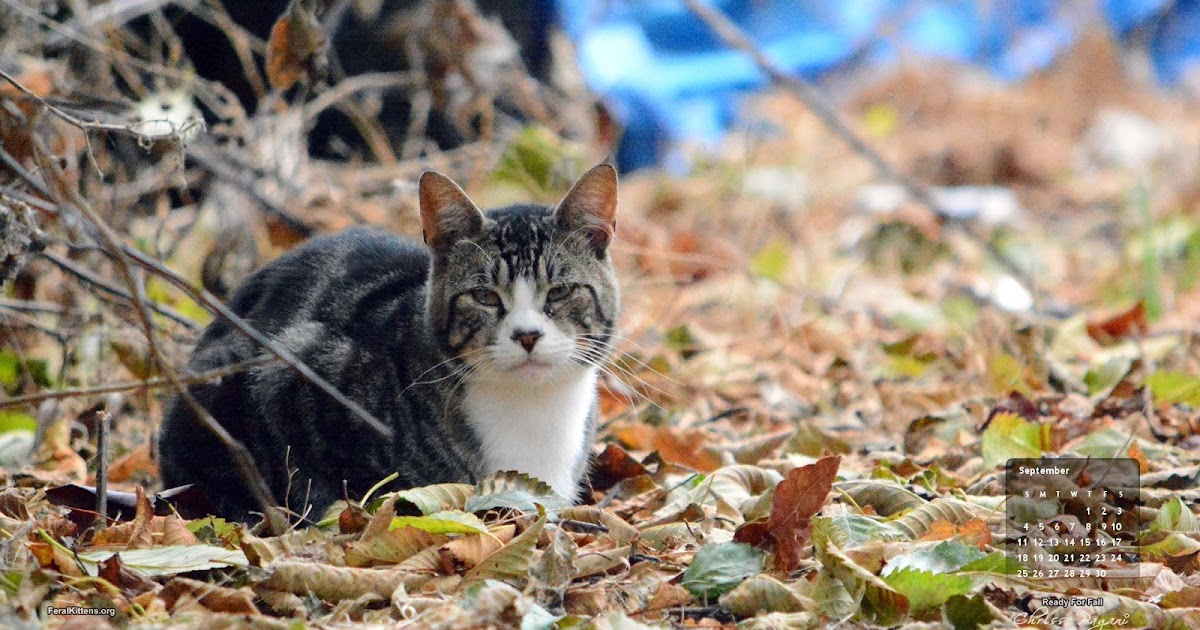 September Cat of the Month Wallpaper, Ready For Fall - animal world
