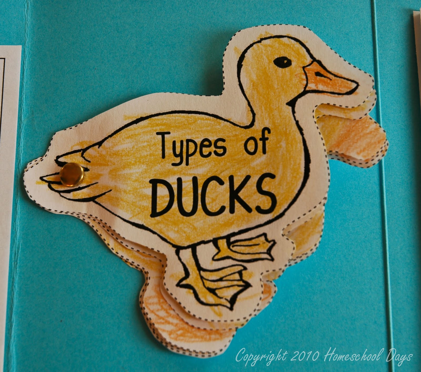 Homeschool Days: Lapbook - The Story About Ping