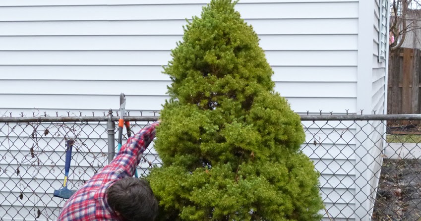 the test nest: O Christmas Shrub, O Christmas Shrub