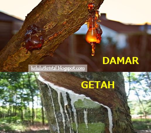 AKU PENGUSAHA KELULUT KRISTAL: KELULUT DAMAR - DAMAR DAN GETAH