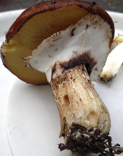 sieniopas: - - - - - Voitatti